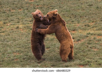 Fighting brown bears Images, Stock Photos & Vectors | Shutterstock