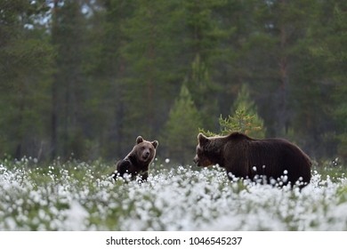 Bear Friendly Greeting Bear Hello Stock Photo 1046545237 | Shutterstock