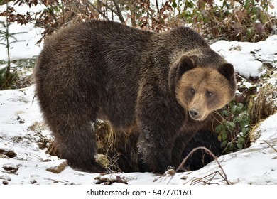 Bear Front Burrow Stock Photo (Edit Now) 547770160