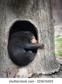 Bear Side View Malayan Sun Bear Stock Photo (Edit Now) 323676503