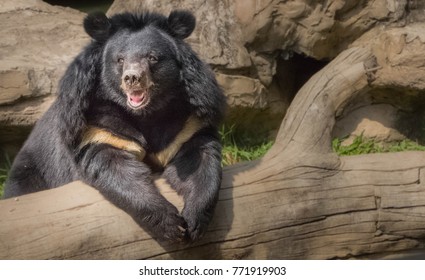 Bear Sitting Down Stock Photo 771919903 | Shutterstock