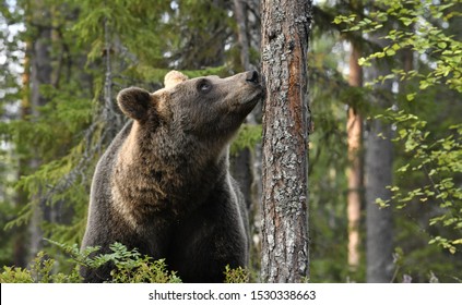 1,995 Bear smelling Images, Stock Photos & Vectors | Shutterstock