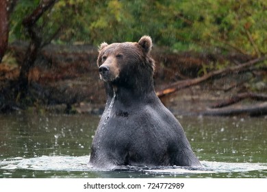 Bear Standing Lake While Raining Stock Photo 724772989 | Shutterstock