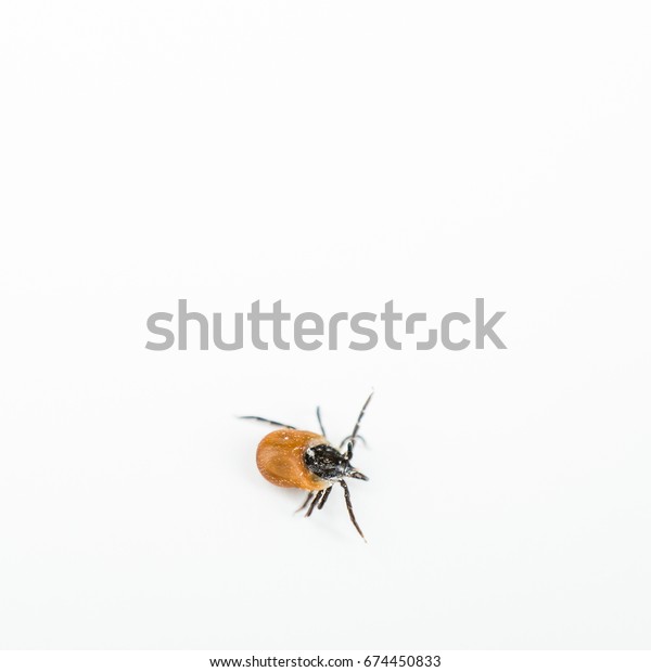 Bear Tick White Background Square Stock Photo 674450833 | Shutterstock