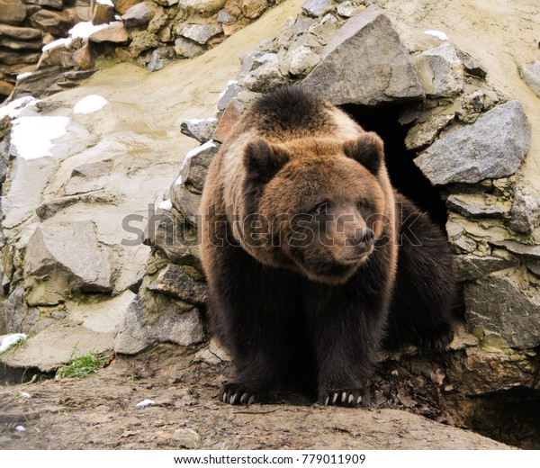 Bear Winter Den Stock Photo (Edit Now) 779011909