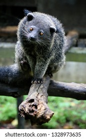 692 Asian Bearcat Images, Stock Photos & Vectors | Shutterstock