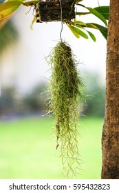 186 Bearded hermit tree Images, Stock Photos & Vectors | Shutterstock