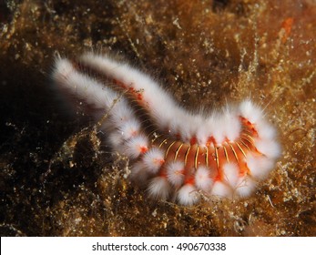 196 imágenes de Bearded fire worm - Imágenes, fotos y vectores de stock ...