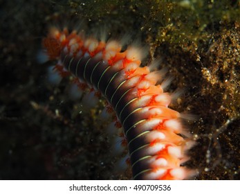 196 imágenes de Bearded fire worm - Imágenes, fotos y vectores de stock ...