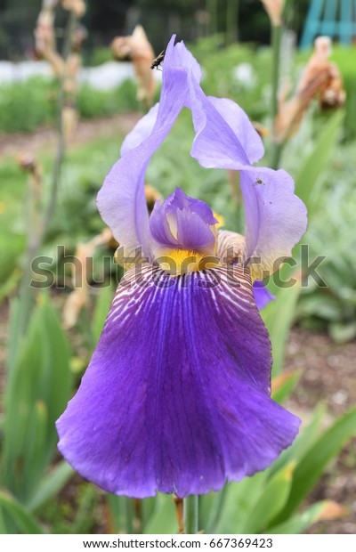 Bearded Iris View Side Stock Photo 667369423 | Shutterstock