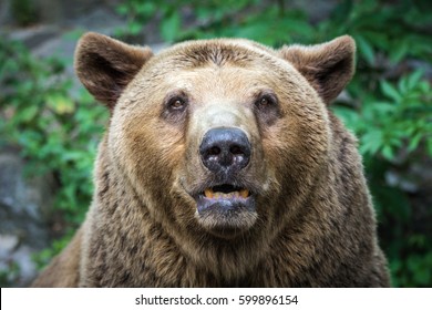 11,220 Angry bear face Images, Stock Photos & Vectors | Shutterstock