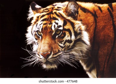 Beast Stock Photo 477648 | Shutterstock