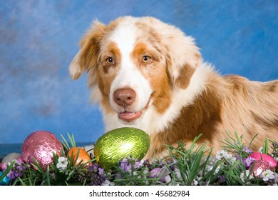 63 Australian shepherd easter Images, Stock Photos & Vectors | Shutterstock