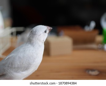 466 Silver sparrow Stock Photos, Images & Photography | Shutterstock
