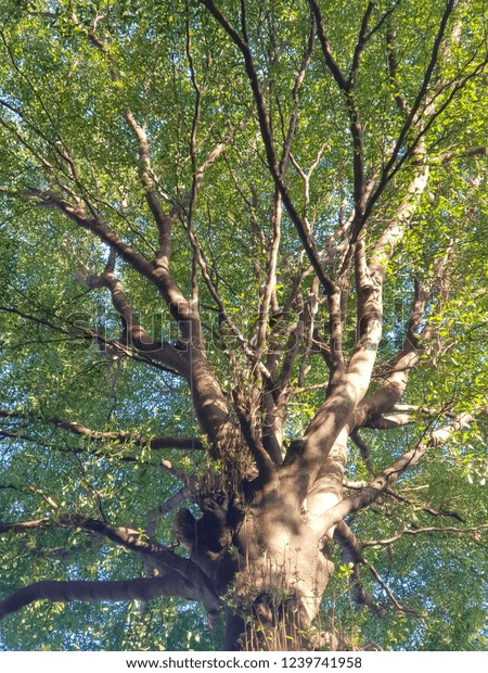 Beautiful Backyard Tree Stock Photo 1239741958 | Shutterstock