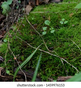 521 Mossy patches Images, Stock Photos & Vectors | Shutterstock