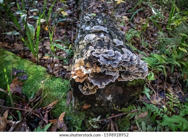 Beautiful Complex Forest Floor Ecosystem Decomposers Stock Photo ...