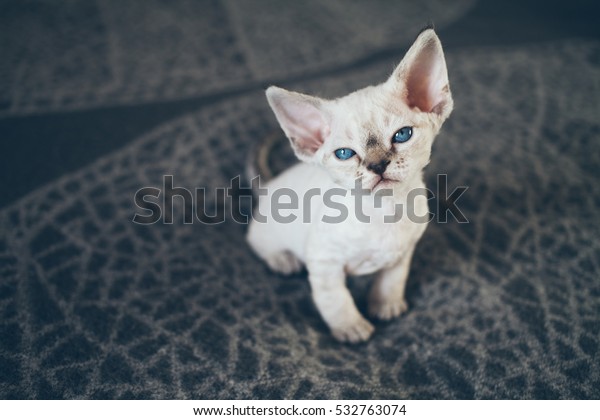 Beautiful Devon Rex Point Tabby Little Stock Photo 532763074 | Shutterstock