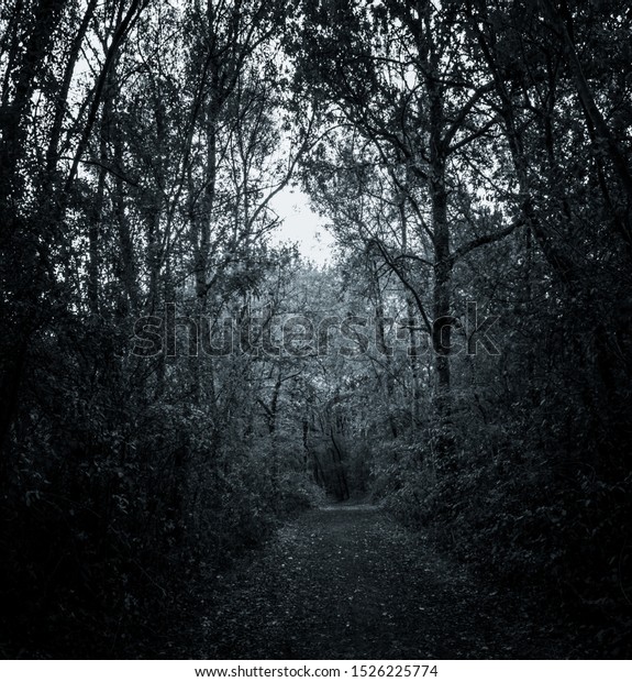 Beautiful Dramatic Forest Path Stock Photo 1526225774 | Shutterstock