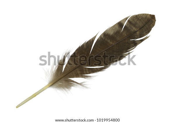 Beautiful eagle feather isolated on white background
