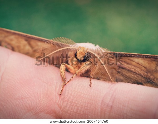 Beautiful Face Moth Stock Photo 2007454760 | Shutterstock