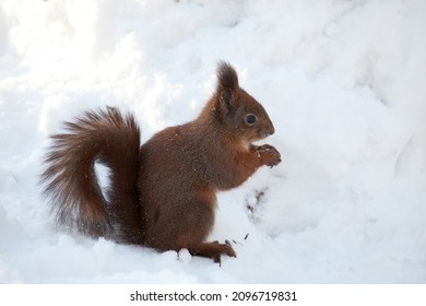 Beautiful Fluffy Red Squirrel Sciurus Vulgaris Stock Photo 2096719831 ...