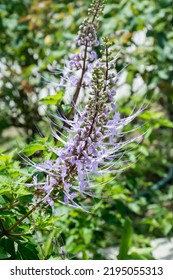 Beautiful Java Tea Flowers Park Stock Photo 2195055313 | Shutterstock