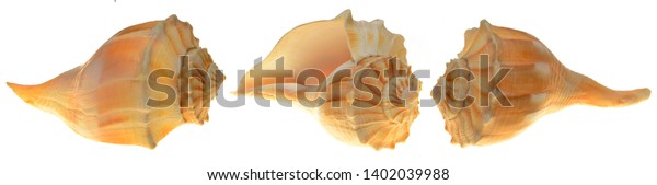 Beautiful Large Seashell Different Angles Against Stock Photo ...