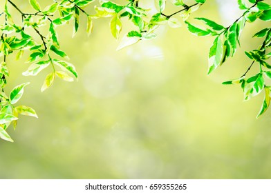 Beautiful Leaf Background Stock Photo 659355265 | Shutterstock