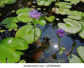 83 Locus flower Images, Stock Photos & Vectors | Shutterstock