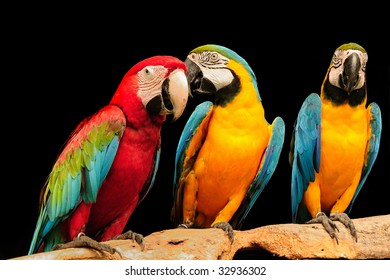 Two Macaws Parrots Talking Stock Photo (Edit Now) 726225892