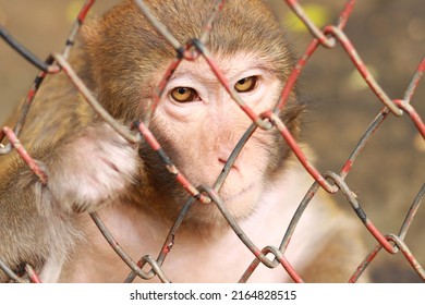15,584 Monkey looking up Images, Stock Photos & Vectors | Shutterstock