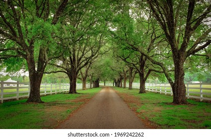393 Tree lined plantation moss Images, Stock Photos & Vectors ...