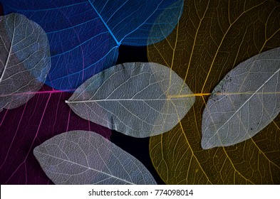 984 Dharma plant Stock Photos, Images & Photography | Shutterstock