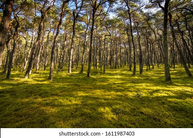 40,525 Wide angle forest Stock Photos, Images & Photography | Shutterstock