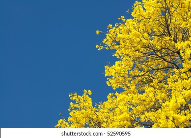 2,459 Poui tree Images, Stock Photos & Vectors | Shutterstock