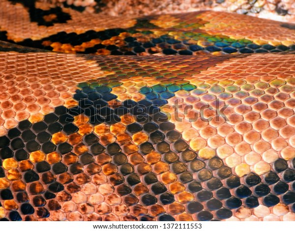 Beautiful Rainbow Scaly Reticulated Python Skin Stock Photo 1372111553 ...