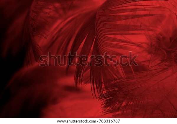 Beautiful Red Feather Pattern Texture Background Stock Photo 788316787 ...