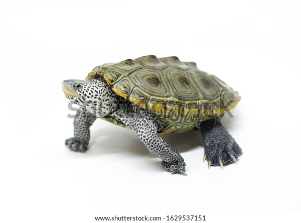 Beautiful Shell Diamondback Terrapin Turtle Stockfoto 1629537151 ...