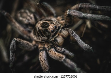 6,492 Tarantula close up Images, Stock Photos & Vectors | Shutterstock