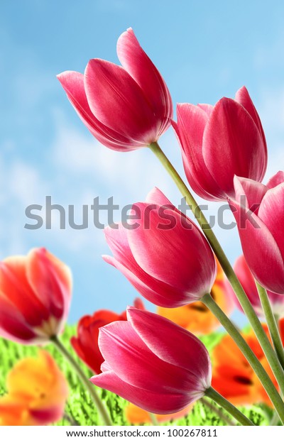 Beautiful Spring Flowers Foreboding Oncoming Summer Stock Photo ...