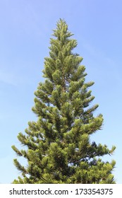 Fluffy pine tree Images, Stock Photos & Vectors | Shutterstock