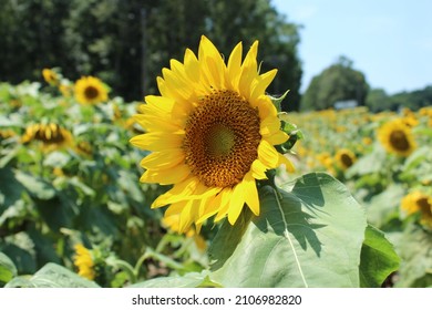 1,735 Sunflower patch Images, Stock Photos & Vectors | Shutterstock