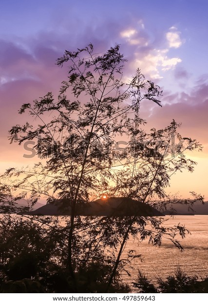Beautiful Sunset Shadow Tree Magic Hour Stock Photo 497859643 ...
