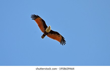 460 Back view eagle Images, Stock Photos & Vectors | Shutterstock