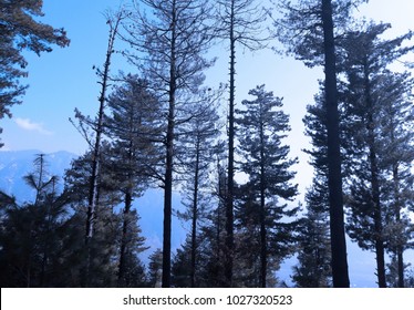 112 Devdar Images, Stock Photos & Vectors | Shutterstock