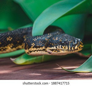 1,052 Diamond Python Images, Stock Photos & Vectors | Shutterstock