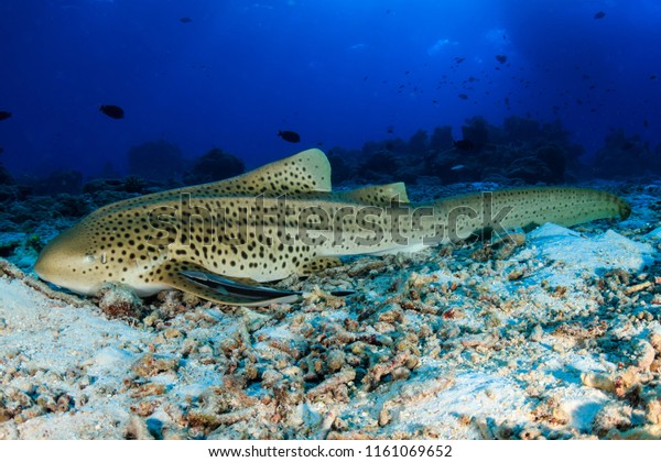 Beautiful Zebra Leopard Shark On Sea Stock Photo 1161069652 | Shutterstock