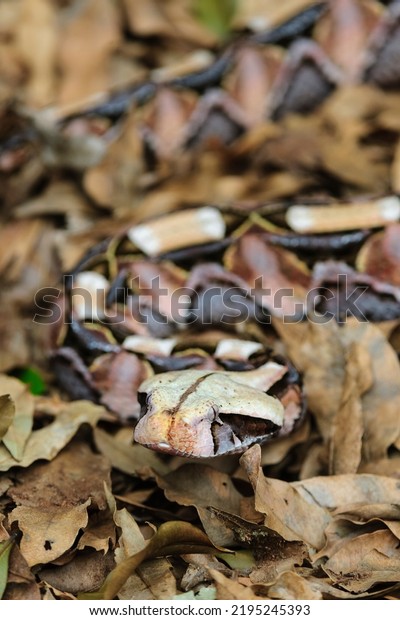 Beautifully Patterned Gaboon Adder Bitis Gabonica Stock Photo ...