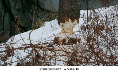 Beaver Bite Tree Stock Photo 1272186718 | Shutterstock